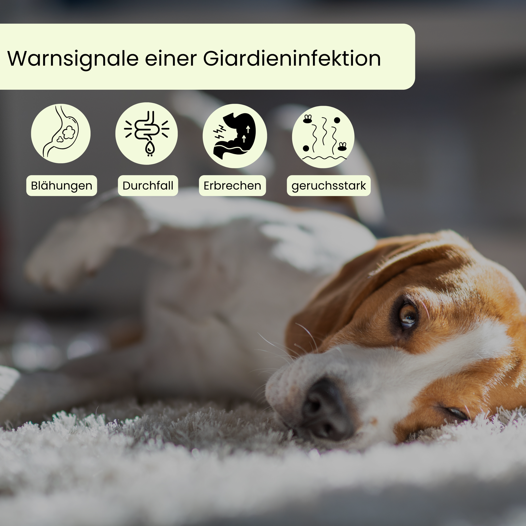 ViPiBaX Giardien EX Hygiene-Spray 500 ml – Desinfektion für Haustiere